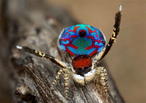Peacock Spider Macro Pictures Itsy Bitsy Spider Stink Bugs Moth