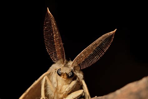 Scientists Discover Moths Nocturnal ‘pollination Services