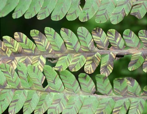 Foliar Nematodes مستشفى النبات