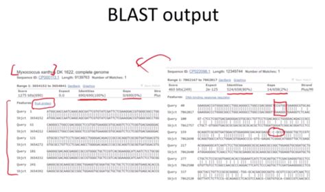 Bioinformatics Flashcards Quizlet
