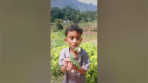 මල් කැකුලු Youtube