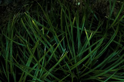 오리지널 풍경 촬영 푸 른 풀 배경 푸른 풀 풍경 사진 디자인 배경 일러스트 및 사진 무료 다운로드 Pngtree