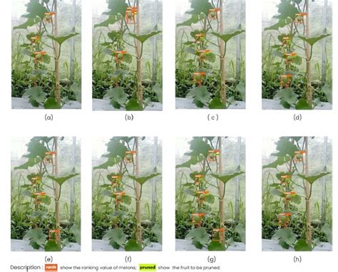 Result Detection Rank And Decision Pruning On Eight Models Download Scientific Diagram