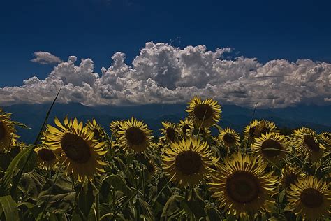 วอลเปเปอร์ ญี่ปุ่น แสงแดด ธรรมชาติ ท้องฟ้า ฟิลด์ ร่วงโรย เมฆ ใบไม้ ปลูก ดอกทานตะวัน