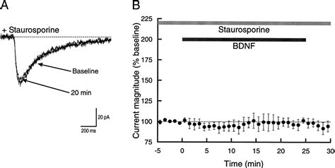 Blockade Of Nr2b Containing Nmda Receptors Prevents Bdnf Enhancement Of Glutamatergic