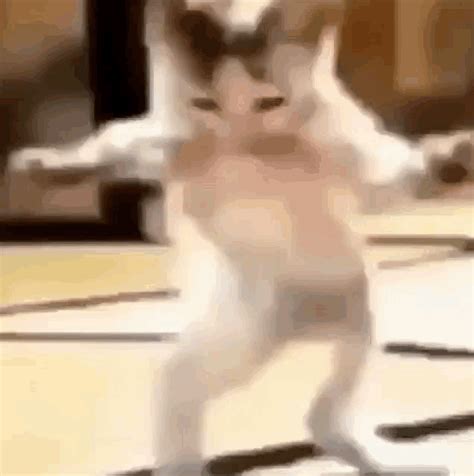 Cat Meme Cat Meme Dance  Cat Meme Cat Meme Dance Cat Dancing Meme