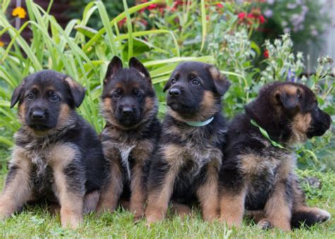 Pros And Cons Of Inbreeding Dogs Top Dog Tips