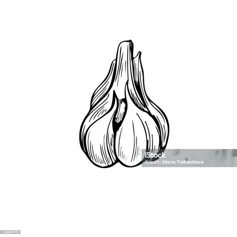 정향 라인 아트 검정 잉크 스케치가 있는 신선한 전체 마늘 전구 하나 향기로운 조미료 야채 벡터 고립 된 그림 음식 건강 성분 에칭 드로잉 메뉴 레시피 주제별 장식 건강한