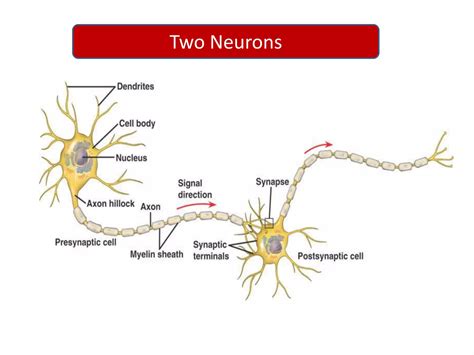 Neuronal Communication Epsp And Ipsp Ppt