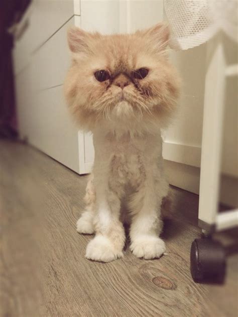 Persian Cat With Shaved Fur Sitting By White Door