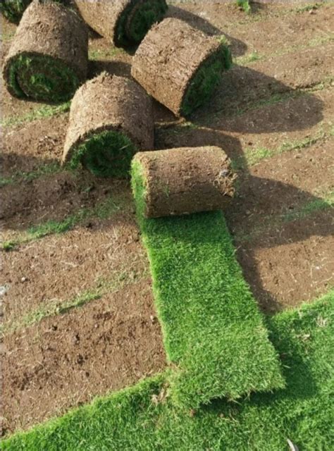 Green Selection One Carpet Grass 3 Feet At ₹ 3sq Ft In Ghaziabad Id