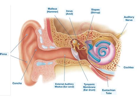 Anatomy Of The Ear Human Ear Anatomy The Human Ear Has Very