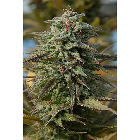 Trippy Gorilla Auto Strain Seedfare Find The Perfect Seed At The
