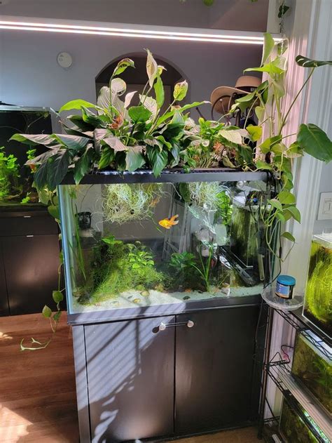 Fish Tank Accessories Fish Tank Decorations Fish Tank Ideas Fish Tank