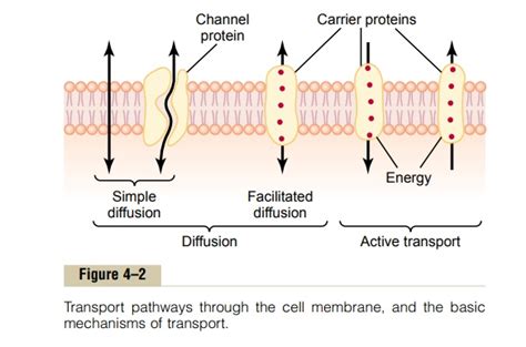 Diffusion Through The Cell Membrane