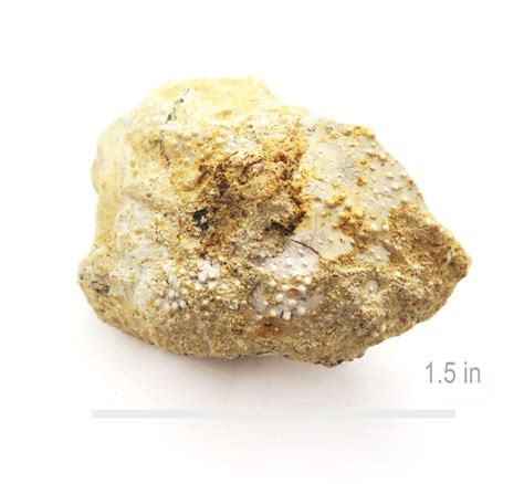 Crab Dakoticancer Australis Corsicana Formation Member Collections The Fossil Forum