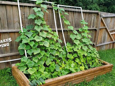 26 Easy And Cool Diy Bean Trellis Ideas Balcony Garden Web