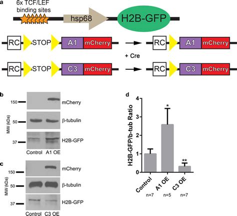 Individual γ Pcdh Isoforms Can Differentially Regulate Wnt Signalling