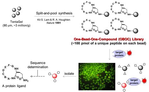 Macrocyclic Peptides As Protein Protein Interaction Inhibitors Pei Group