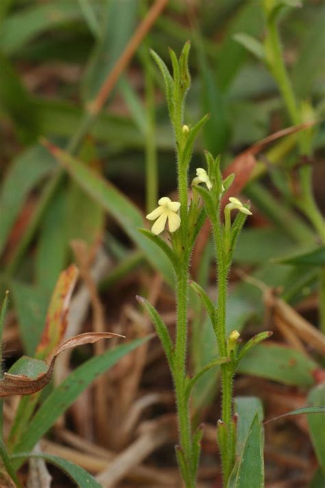 Striga Asiatica Orobanchaceae