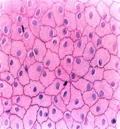 上皮组织怎么画百度知道