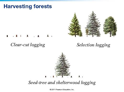 Forestry Basics The Science Behind The Stories