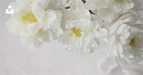 꽃의 클로즈업 사진 Unsplash의 무료 꽃 이미지