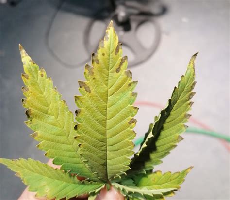 What Is Calcium Deficiency In Cannabis Plants And How To