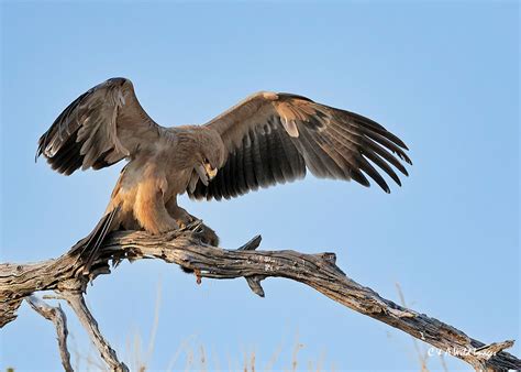 Botswana Desert And Delta • C And A Wild Images