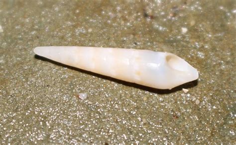 Turritella Capensis