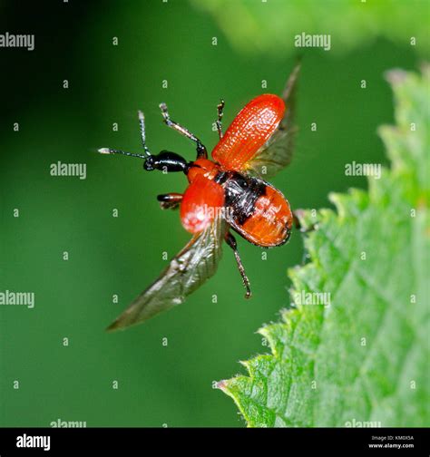 Flying Insect Hazel Leaf Roller Weevil Apoderus Coryli Sussex Uk