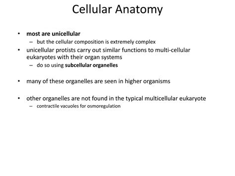 Ppt Chapter 28 The Protists Powerpoint Presentation Free Download Id 2391393