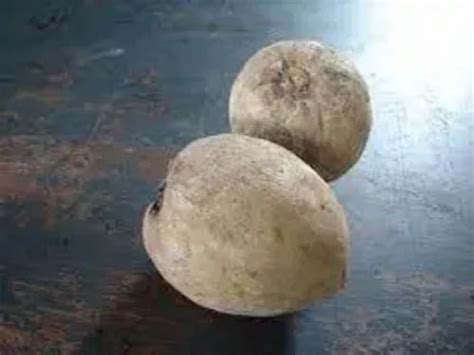 Frozen Chikoo Pulp At ₹ 200 Kg Frozen Pulp In Surat Id 2852854363033