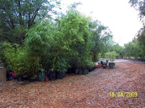 Clumping Species Including Giant Buddhas Belly Bamboo In Large Nursery