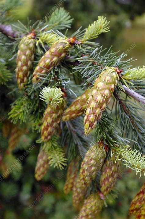 Subalpine Fir Cone