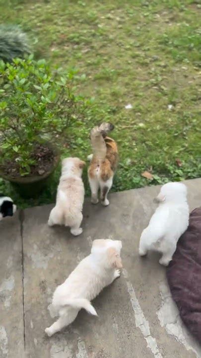 😍😲😲cat Dog Cute Puppy Youtube