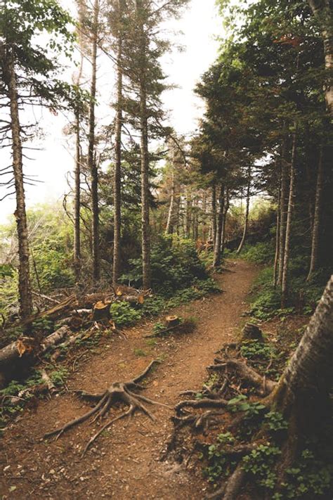 Gaspésie 경치 경치가 좋은 고독 고요한 광야 구름 숲 나무 덤불 독특한 등산로 땅콩 때묻지 않은 맑은 공기 모험 모험가 무성한 밀집한