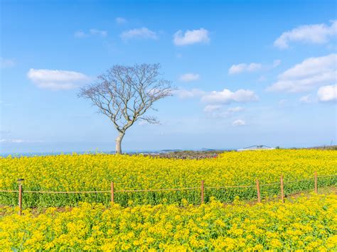 제주 서쪽 유채꽃 명소 신화가든 꽃구경하기 좋은 제주 숨은 여행지 방구석걸리버