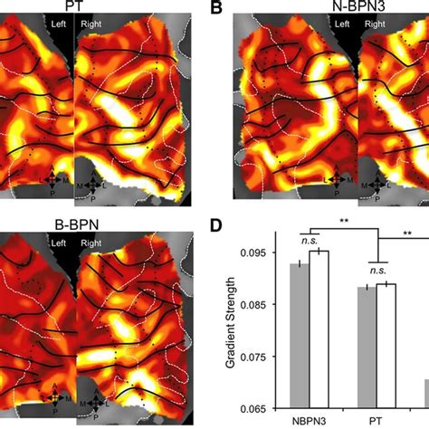 Topographic Organization By Preferences For Temporal Modulation Rate In Download Scientific