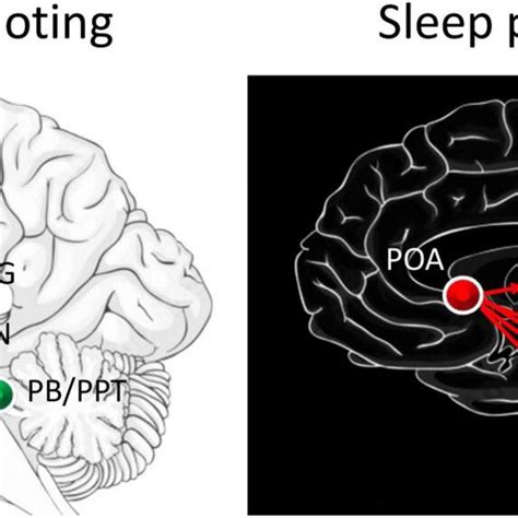 Schematic Of Major Circuits Involved In Sleep And Waking Major Direct