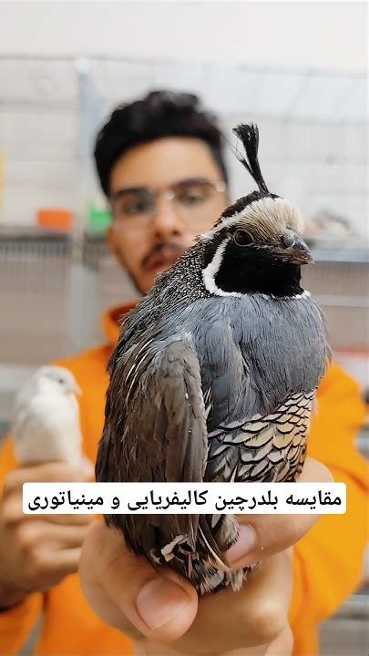 بلدرچین مینیاتوری یا کالیفرنیایی؟ Youtube