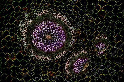 Radish Leaf Light Micrograph Stock Image C060 3690 Science Photo Library