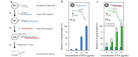 a scheme of isolation process based on magnetic particles a binding of