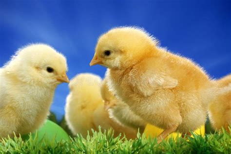 Small Easter Chicks On Blue Background