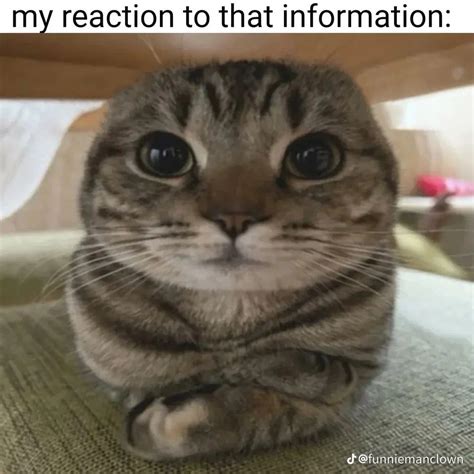 Cat Thinking