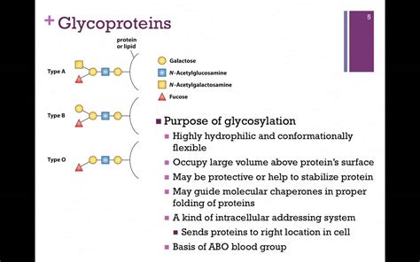 079 Glycoproteins Youtube