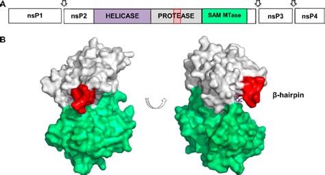 Organization Of The Veev Nonstructural Protein 2 Nsp2 A The Nsp2