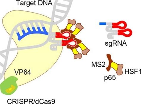 Schematic Of The Crisprdcas9 System The Crisprdcas9 System Is