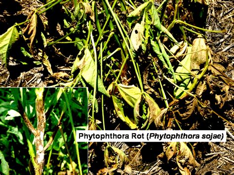 Phytophthora Rot UT Crops Pest Guides