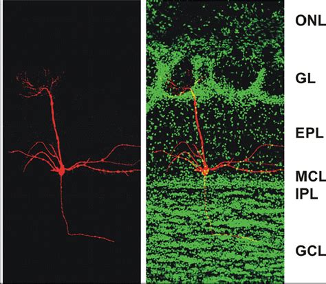 Confocal Micrographs Of A Section Of The Adult Mouse Main Olfactory Download Scientific Diagram